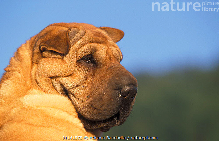 Stock photo of Domestic dog - Shar Pei looking back. Available for sale ...