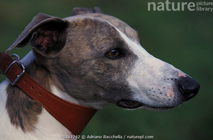 Stock photo of Domestic dog, Whippet portrait. Available for sale on ...