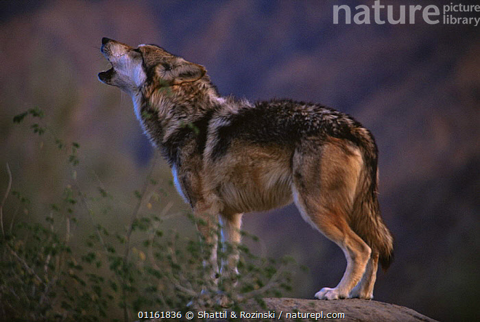 Stock photo of Mexican wolf howling {Canis lupus baileyi} captive ...