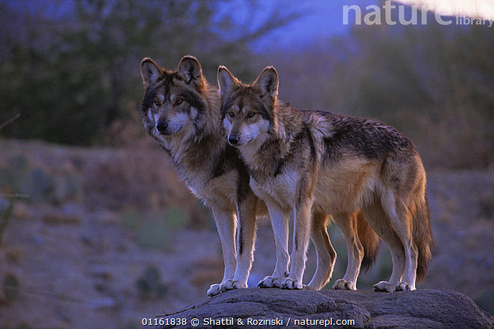 Stock photo of Mexican wolf pair {Canis lupus baileyi} captive ...