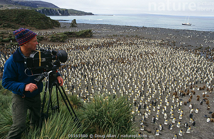 Stock photo of Doug Allan, cameraman, filming King Penguin rookery ...