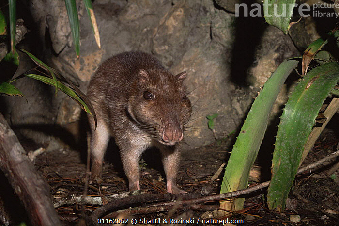 Agouti Paca Mountain Paca (Agouti Taczanowskii) In The Colombian