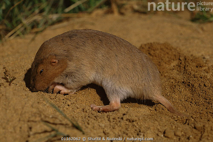 Stock photo of Plains pocket gopher {Geomys bursarius} Colorado, USA ...