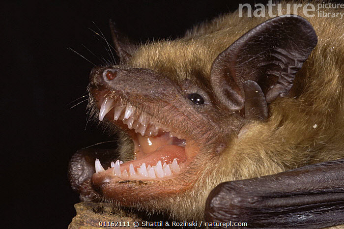 Stock photo of Little brown bat {Myotis lucifugus} close up of mouth ...