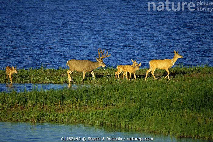 Stock photo of Mule deer {Odocoileus hemionus} family group, note ...