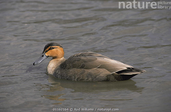 Stock photo of Philippine duck (Anas luzonica) native to Philippines ...