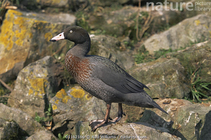 Stock photo of Blue duck {Hymenolaimus malacorhynchos malacorhynchus ...