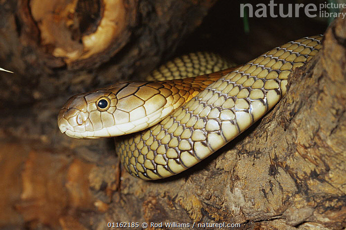 Stock photo of King cobra {Ophiophagus hannah} female, captive, from ...