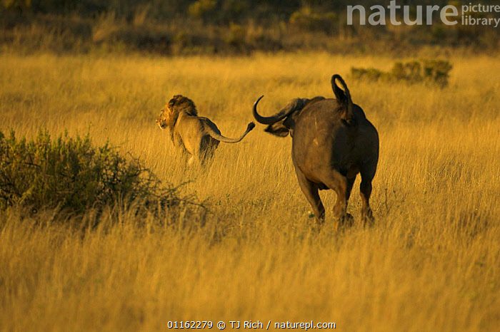 Stock photo of Male African Lion {Panthera leo} chased by Buffalo ...