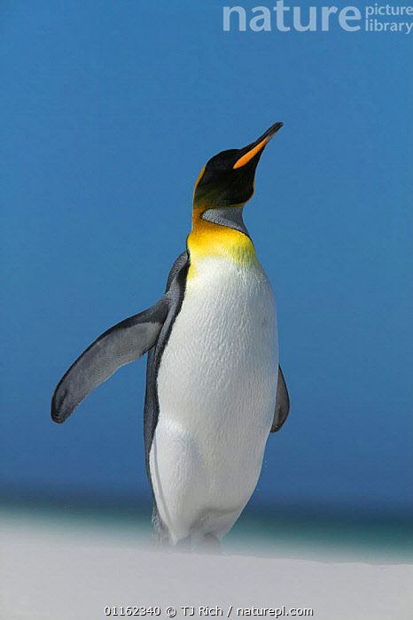 Stock photo of King penguin stretching (Aptenodytes patagonicus ...