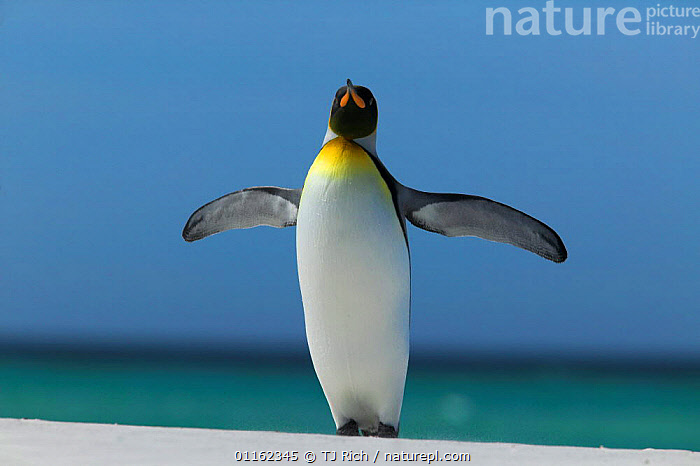 Emperor Penguin Wings Emperor Penguin Wing Stock Photos Page 1
