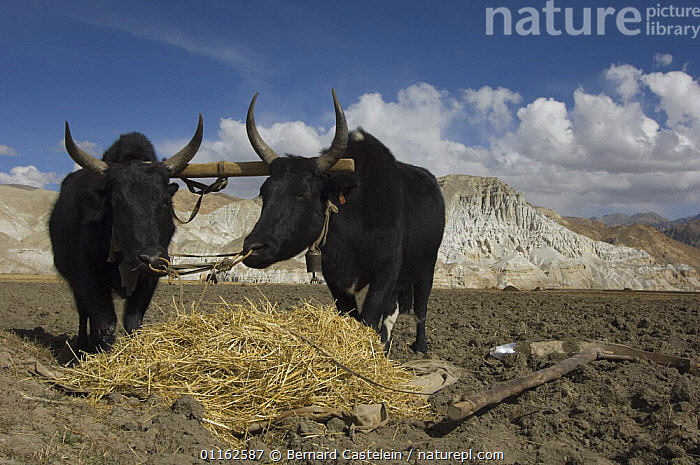 Stock photo of Dzo (crossbreed between Yak and domestic cow) feeding in ...