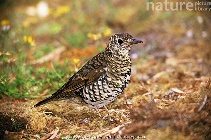 Stock photo of Olive-tailed / Bassian Thrush (Zoothera lunulata ...