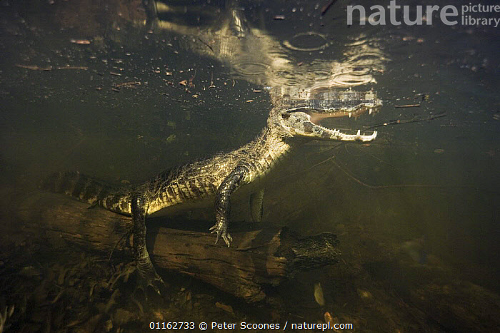 Stock photo of Spectacled caiman underwater reflection (Caiman ...