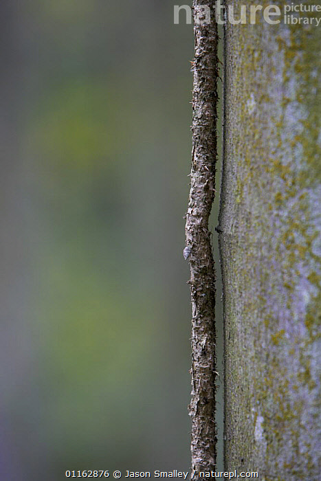 Stock photo of Stem of ivy climbing up Sycamore tree, UK. Available for ...