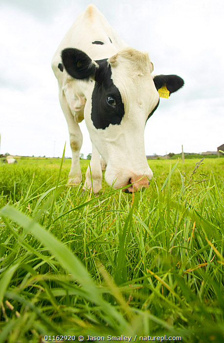 Stock photo of British Holstein Friesian cow {Bos taurus} on an organic ...