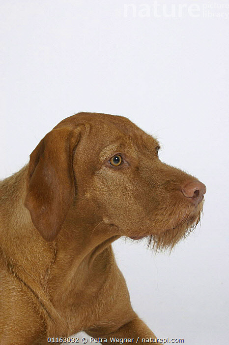 Stock photo of Domestic dog, Hungarian Wire-haired Pointer / Magyar ...