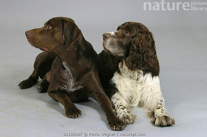 Stock photo of Domestic dogs, German Shorthaired Pointer and English ...