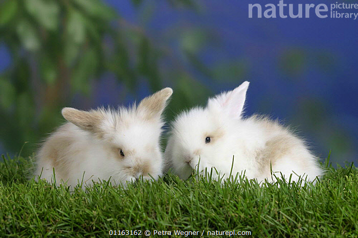 Stock photo of Domestic Rabbit, two Young Teddy Lop-eared Rabbits, 5 ...
