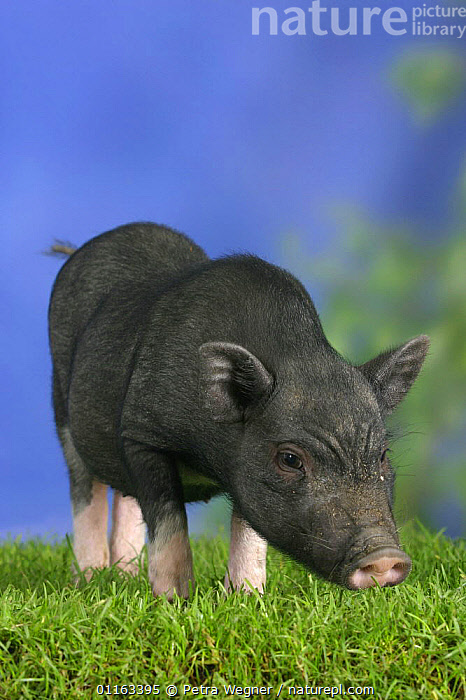 Stock photo of Miniature Piglet, 3 months. Available for sale on www ...