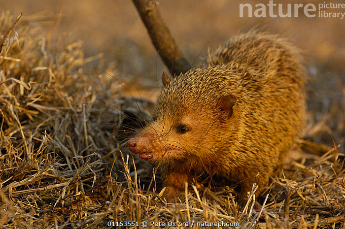 Stock photo of Common / Tailless tenrec (Tenrec ecaudatus) Daraina, NE ...