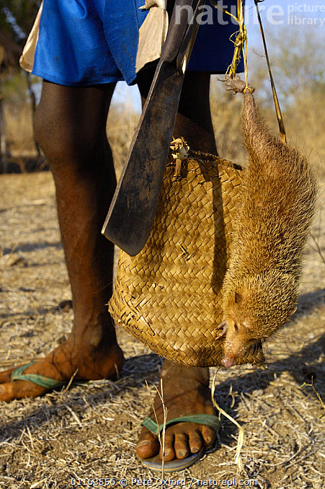 Stock photo of Common / tailless tenrec (Tenrec ecaudatus) which has ...