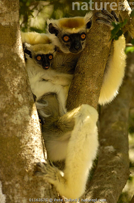 Stock photo of Golden-crowned / Tattersall's sifaka (Propithecus ...