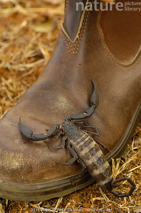 Stock photo of Daraina giant scorpion climbing onto boot, unknown ...