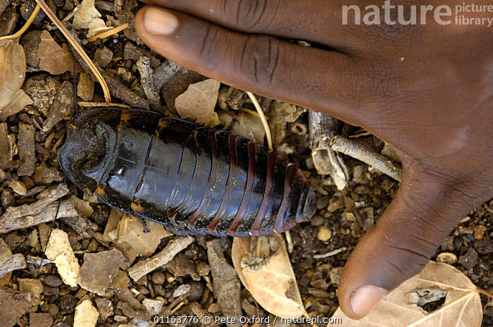 Stock photo of Giant armoured cockroach (Gromphadorhina sp?) Lake ...