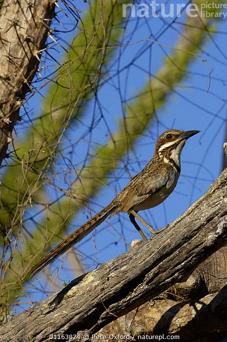 Stock photo of Long-tailed ground-roller (Uratelornis chimaera) Mangile ... Stock photo of Long-tailed ground-roller (Uratelornis chimaera) Mangile ...