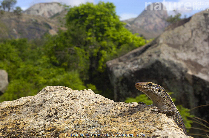 Stock photo of Plated / Girdle-tailed lizard (Zonosaurus laticaudatus ...