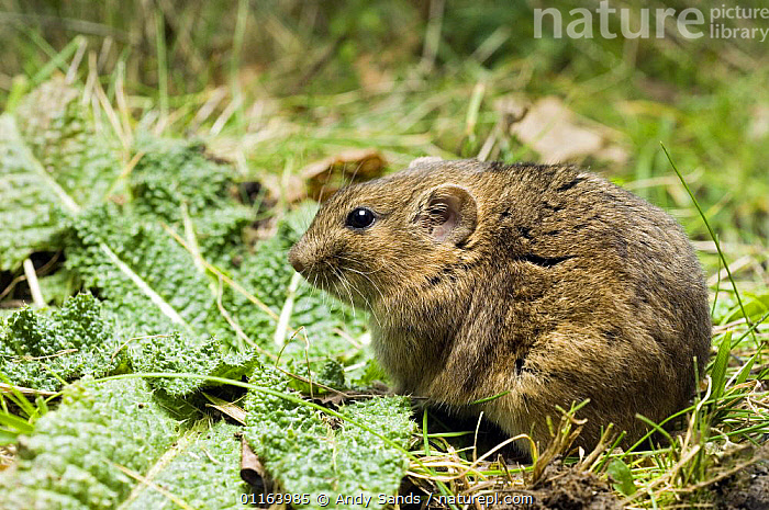 Stock photo of Social / Gunther's Vole (Microtus socialis) in grass ...