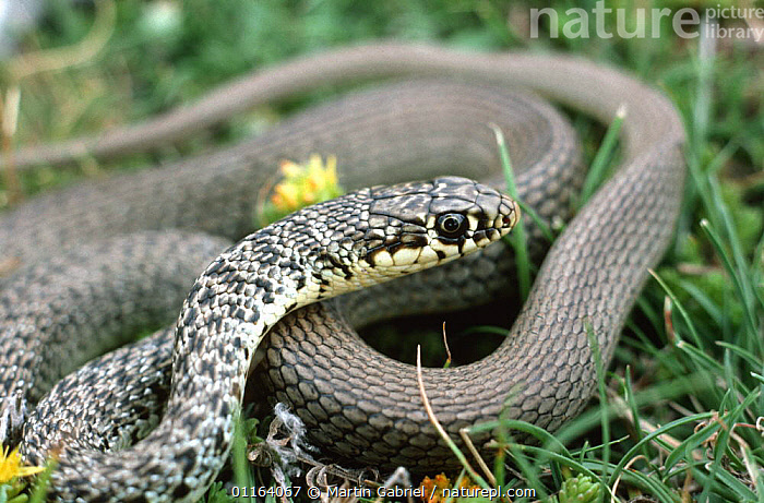 Stock photo of Balkan Whip Snake (Coluber gemonensis) Croatia ...