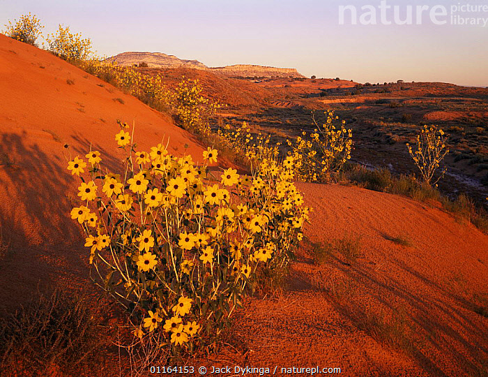 Stock photo of Sand sunflowers {Helianthus anomalus} flowering on sand ...