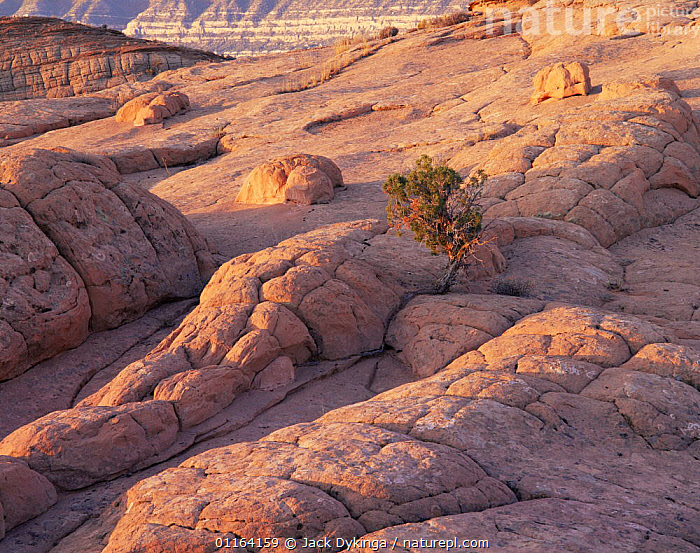 Stock photo of Slick rock petrified sand dunes with Utah juniper ...
