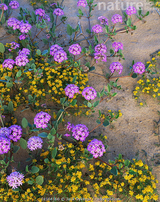 Stock photo of Sand verbena {Abronia villosa} and Chinchweed {Pectis ...