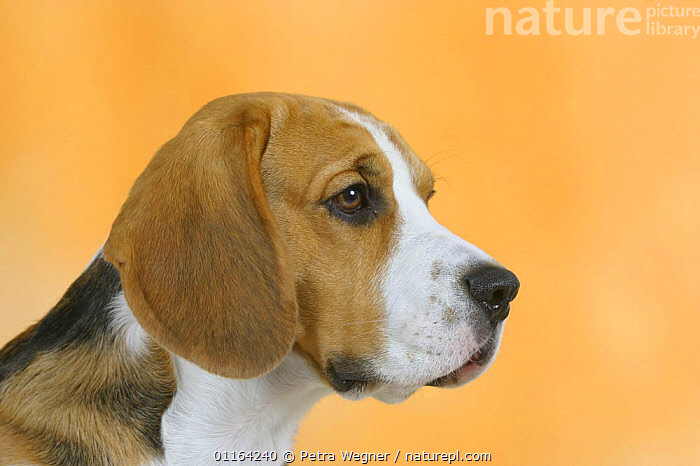 Stock photo of Domestic dog, Beagle profile. Available for sale on www ...