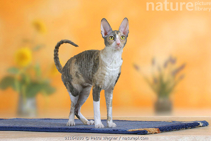 Stock photo of Cornish Rex Cat, bicolor blue-tortie. Available for sale ...