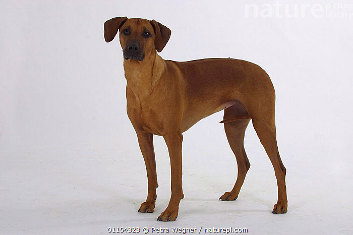 Stock photo of Domestic dog, Rhodesian Ridgeback. Available for sale on ...