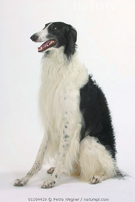 Stock photo of Domestic dog, Borzoi / Russian Wolfhound sitting ...