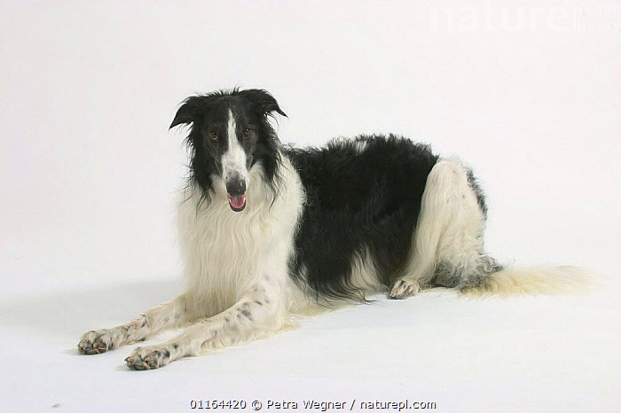 Stock photo of Domestic dog, Borzoi / Russian Wolfhound. Available for ...