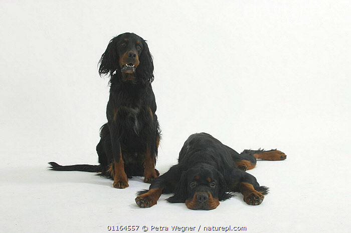 Stock photo of Domestic dogs, two Gordon Setter. Available for sale on ...