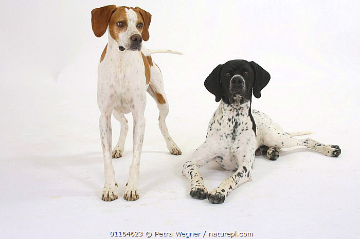 Stock photo of Domestic dog, English Pointer pair. Available for sale ...