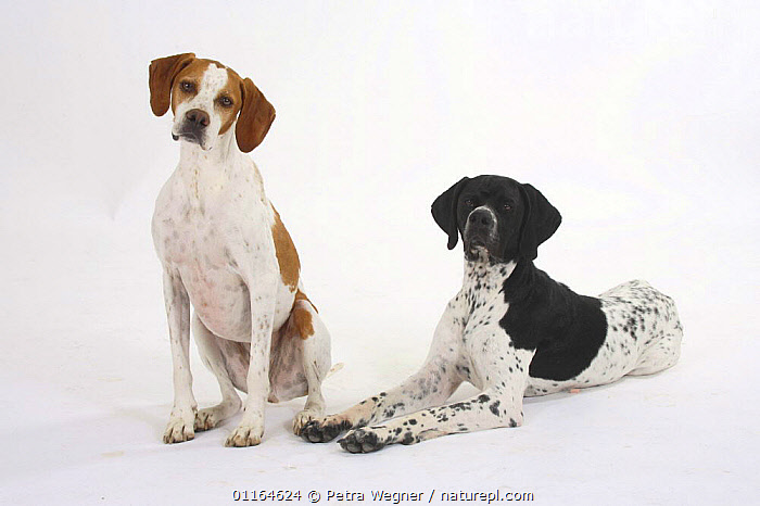 Stock photo of Domestic dog, English Pointer pair. Available for sale ...