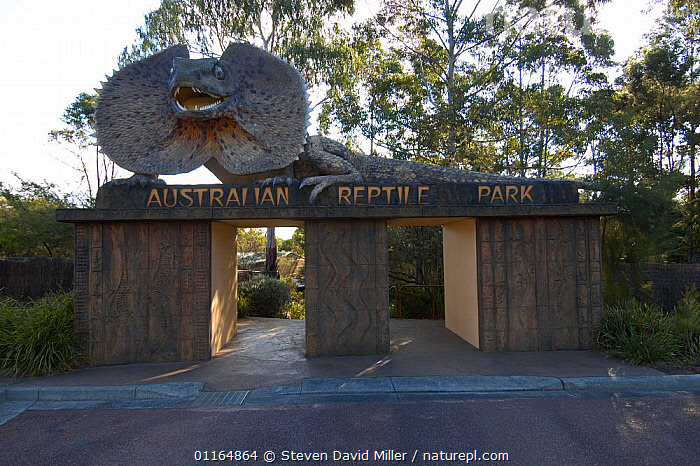 Stock photo of Entrance to Australian Reptile Park, with giant model of ...