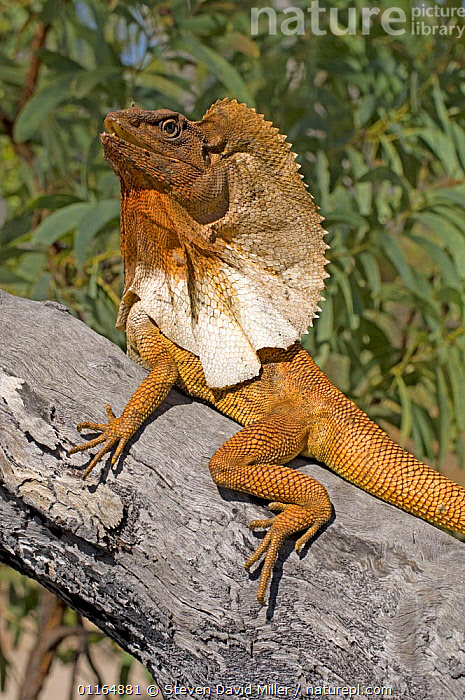 Stock photo of Frilled Lizard {Chlamydosaurus kingii} displaying, Garig ...