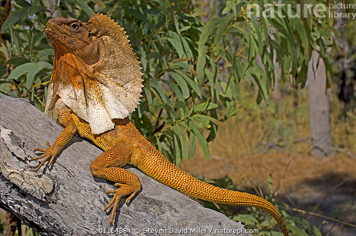 Stock photo of Frilled Lizard {Chlamydosaurus kingii} displaying frills ...