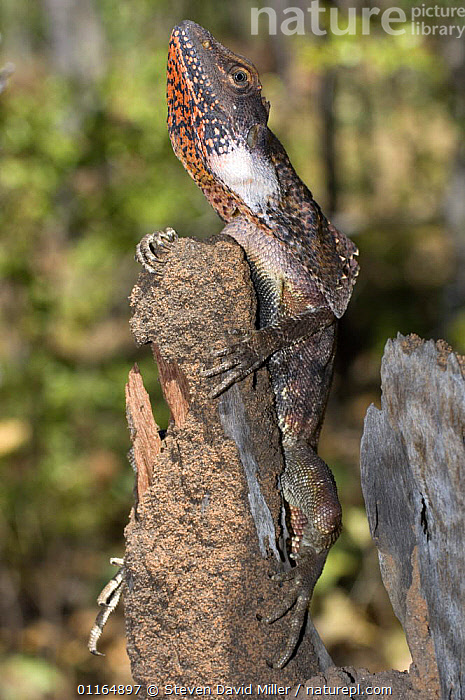 Stock photo of Frilled Lizard {Chlamydosaurus kingii} holding onto ...