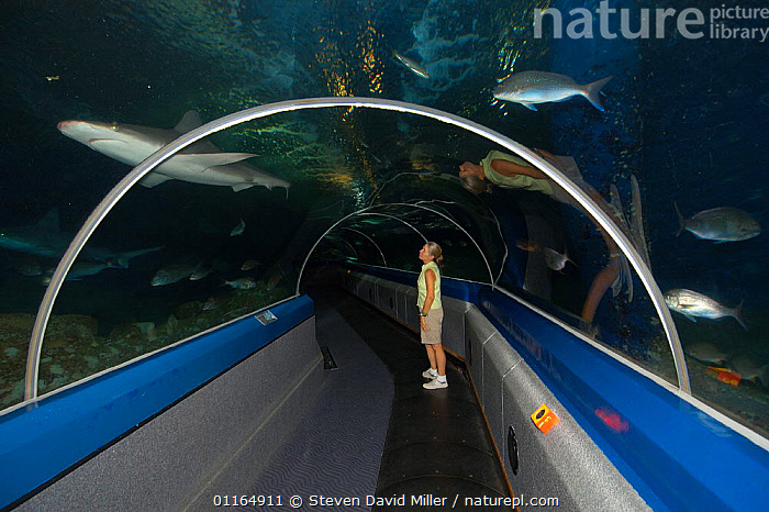 Stock photo of Oceanarium Tunnel with woman watching shark, Underwater ...