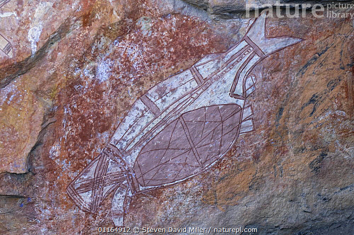 Stock photo of Rock art depicting fish (in an X-ray style) Nanguluwur ...